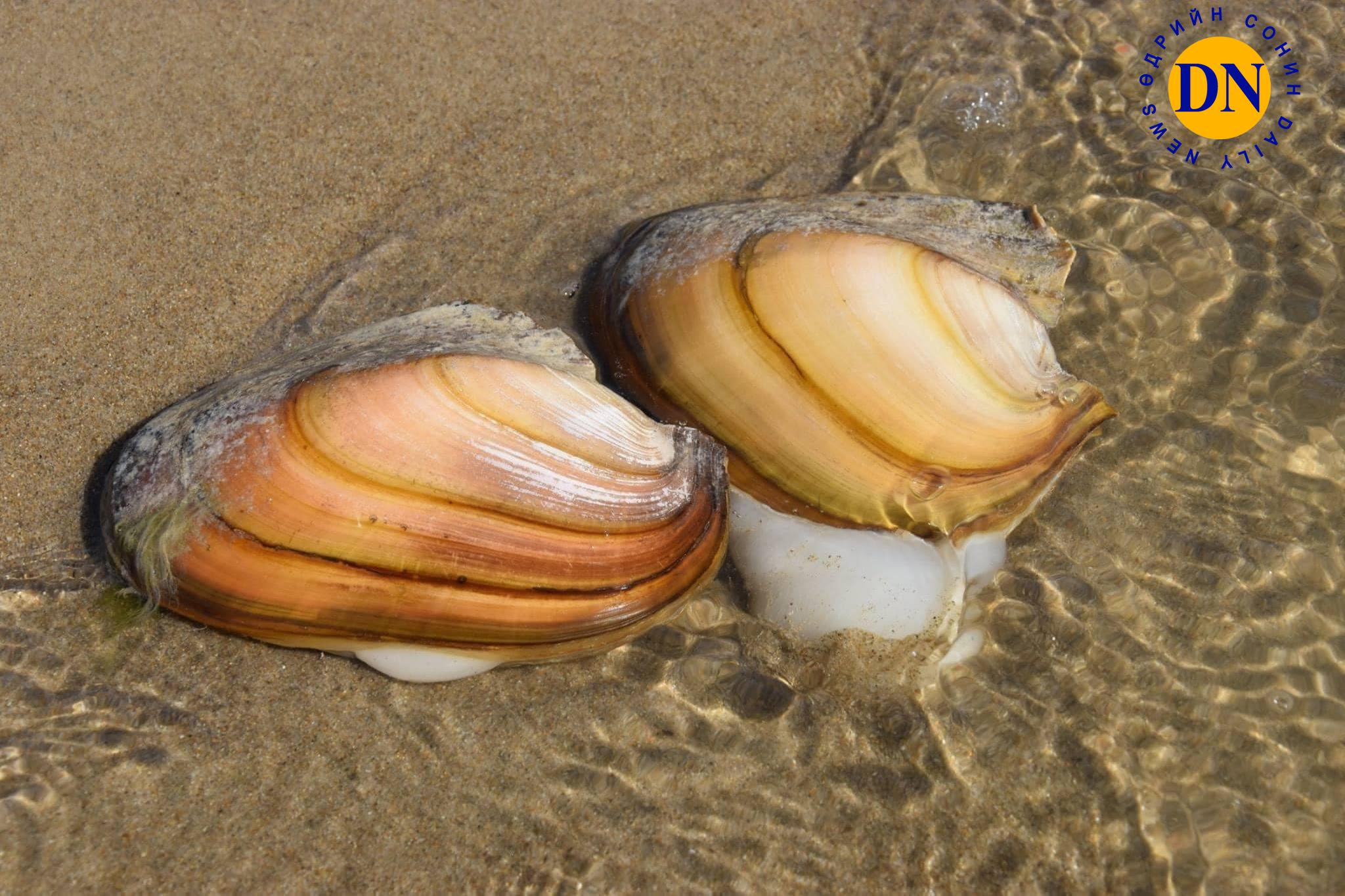 Буйр нуур орчмын хясааг түүхгүй байхыг зөвлөлөө Dnn Mn